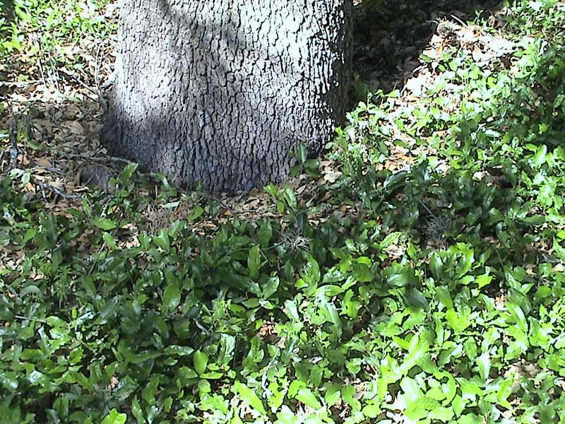 index [www.thetreetender.com]